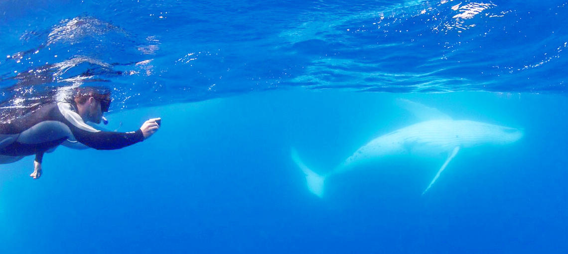 Swim With Humpback Whales - Seaview Resort