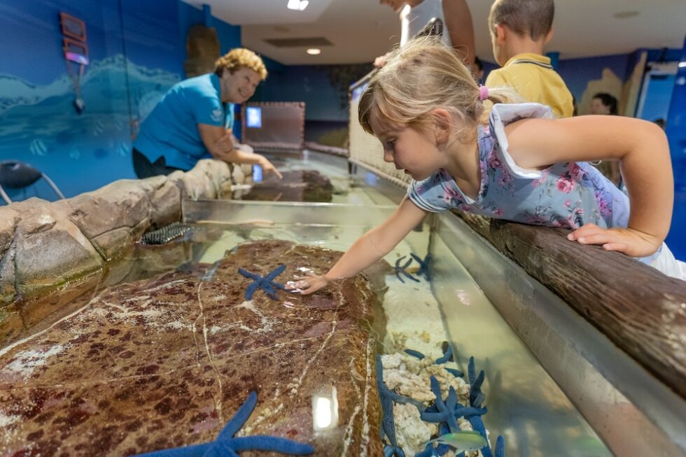 Wildlife and Animal Encounters Sunshine Coast - Seaview Resort